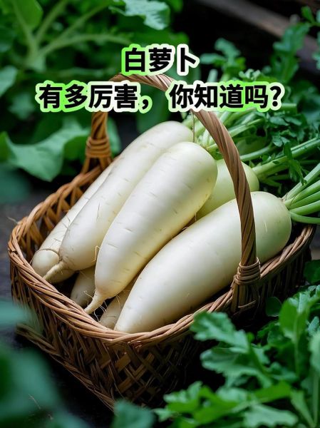 红萝卜和白萝卜的区别_哪个营养更高-第3张图片-山城妙识 红萝卜和白萝卜的区别_哪个营养更高-第3张图片-山城妙识