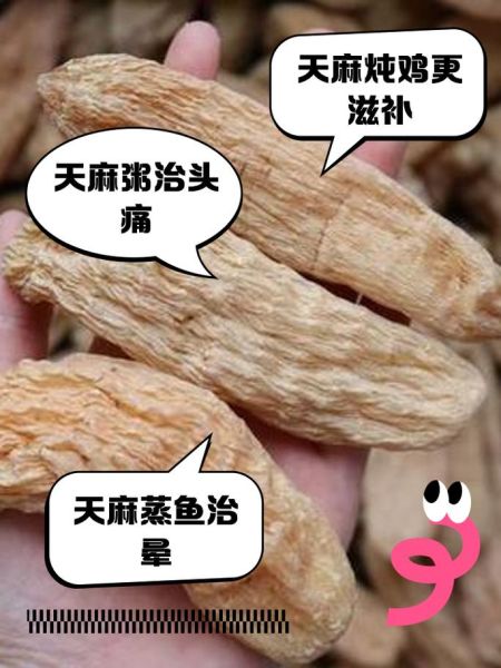 天麻子有什么功效与作用_天麻子怎么吃效果最好-第2张图片-山城妙识 天麻子有什么功效与作用_天麻子怎么吃效果最好-第2张图片-山城妙识