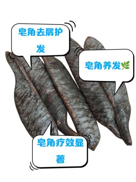 皂角是什么_皂角的功效与作用-第1张图片-山城妙识 皂角是什么_皂角的功效与作用-第1张图片-山城妙识