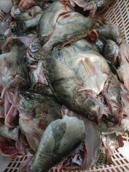 腌臭鳜鱼怎么腌_臭鳜鱼腌制多久-第2张图片-山城妙识