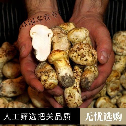 松茸多少钱一斤_2024最新价格行情-第1张图片-山城妙识