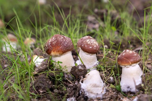 松茸多少钱一斤_2024最新价格行情-第3张图片-山城妙识