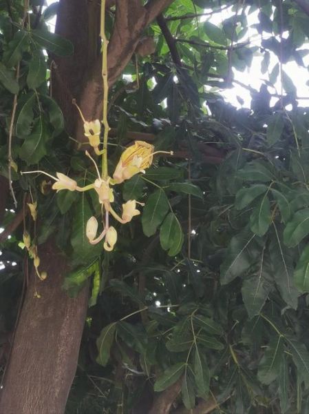 吊瓜树价格多少钱一棵_吊瓜树价格受哪些因素影响-第3张图片-山城妙识