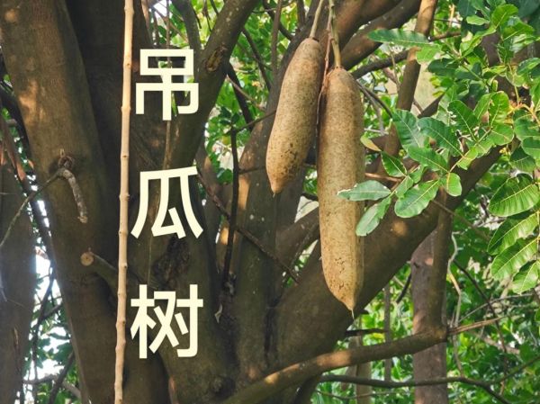 吊瓜树价格多少钱一棵_吊瓜树价格受哪些因素影响-第1张图片-山城妙识