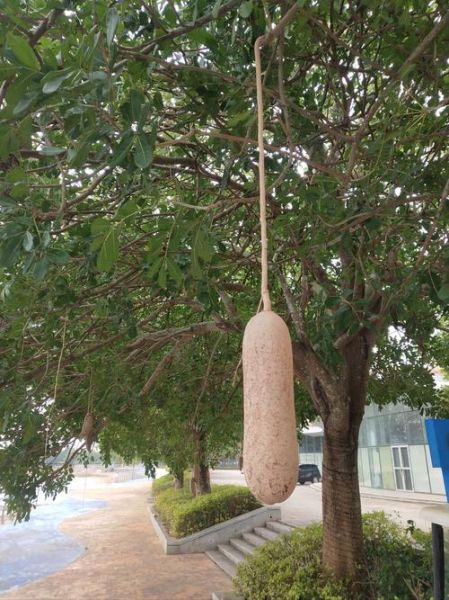 吊瓜树价格多少钱一棵_吊瓜树价格受哪些因素影响-第2张图片-山城妙识