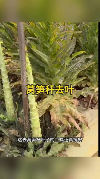 莴苣叶子吃了会拉肚子吗_莴苣叶子有哪些害处-第3张图片-山城妙识