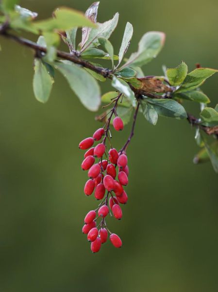 吴茱萸图片大全大图_吴茱萸长什么样-第1张图片-山城妙识