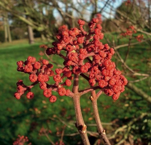 吴茱萸图片大全大图_吴茱萸长什么样-第2张图片-山城妙识