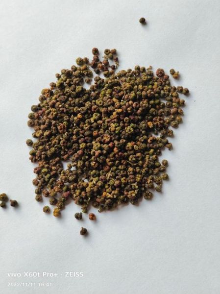 吴茱萸图片大全大图_吴茱萸长什么样-第3张图片-山城妙识