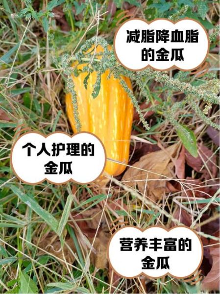 小金瓜的做法大全家常_小金瓜怎么做好吃-第2张图片-山城妙识