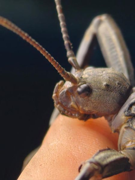 竹节虫是什么梗_竹节虫梗怎么来的-第1张图片-山城妙识 竹节虫是什么梗_竹节虫梗怎么来的-第1张图片-山城妙识