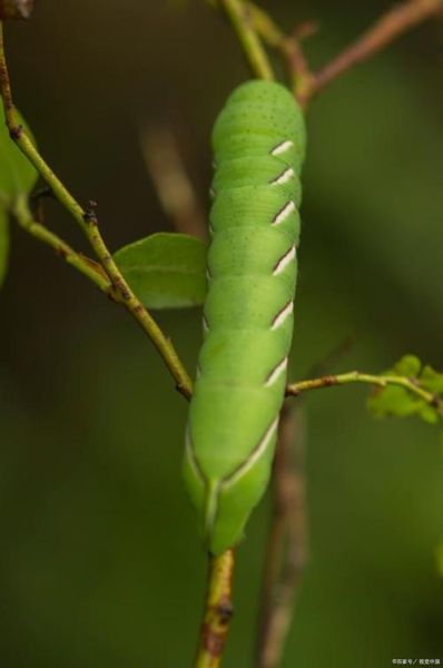 竹节虫是什么梗_竹节虫梗怎么来的-第2张图片-山城妙识 竹节虫是什么梗_竹节虫梗怎么来的-第2张图片-山城妙识
