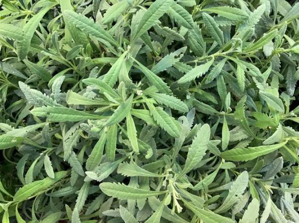 野马兰头图片功效与作用_野马兰头怎么吃效果最好-第3张图片-山城妙识 野马兰头图片功效与作用_野马兰头怎么吃效果最好-第3张图片-山城妙识