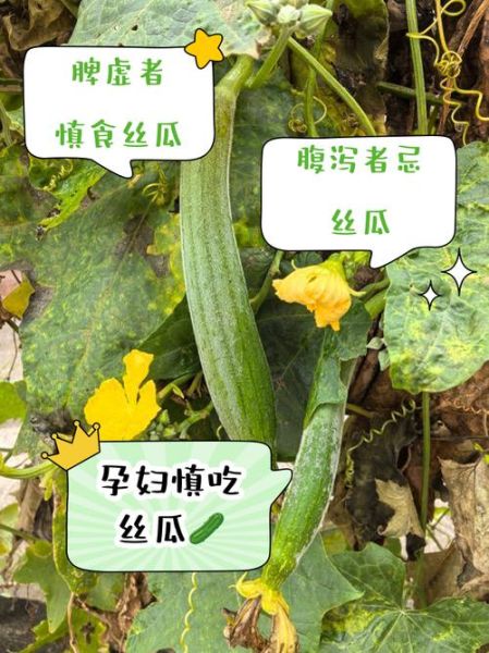 丝瓜水可以喝吗_丝瓜水禁忌人群与注意事项-第2张图片-山城妙识 丝瓜水可以喝吗_丝瓜水禁忌人群与注意事项-第2张图片-山城妙识