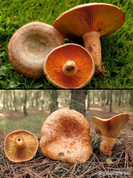 松乳菇怎么挑选_松乳菇价格多少钱一斤-第2张图片-山城妙识