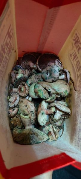 松乳菇怎么挑选_松乳菇价格多少钱一斤-第1张图片-山城妙识