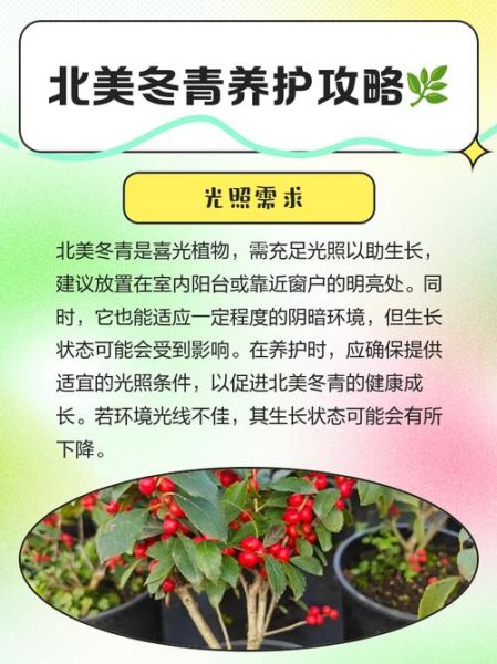 北美冬青图片_如何养护北美冬青-第1张图片-山城妙识 北美冬青图片_如何养护北美冬青-第1张图片-山城妙识