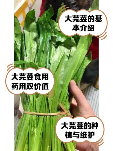 芫荽怎么读_香菜的别名由来-第1张图片-山城妙识