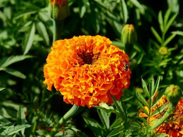 万寿菊图片怎么拍_万寿菊图片拍摄技巧-第1张图片-山城妙识 万寿菊图片怎么拍_万寿菊图片拍摄技巧-第1张图片-山城妙识