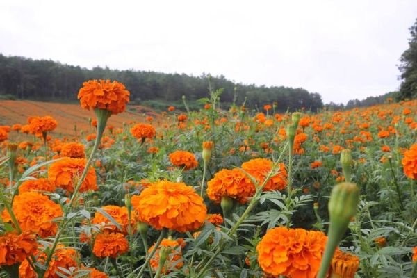 万寿菊图片怎么拍_万寿菊图片拍摄技巧-第2张图片-山城妙识 万寿菊图片怎么拍_万寿菊图片拍摄技巧-第2张图片-山城妙识