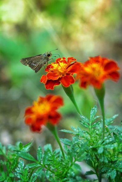 万寿菊图片怎么拍_万寿菊图片拍摄技巧-第3张图片-山城妙识 万寿菊图片怎么拍_万寿菊图片拍摄技巧-第3张图片-山城妙识