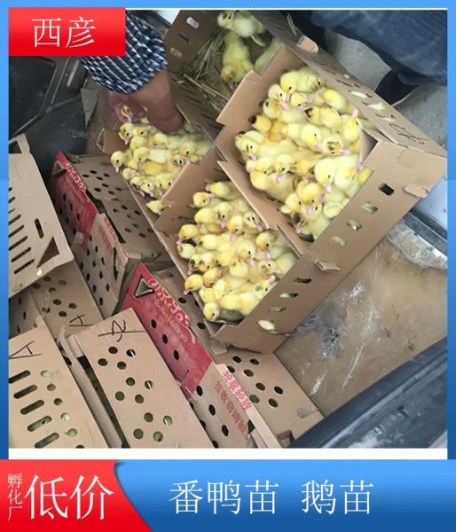 番鸭苗多少钱一只_番鸭苗怎么挑选-第3张图片-山城妙识 番鸭苗多少钱一只_番鸭苗怎么挑选-第3张图片-山城妙识