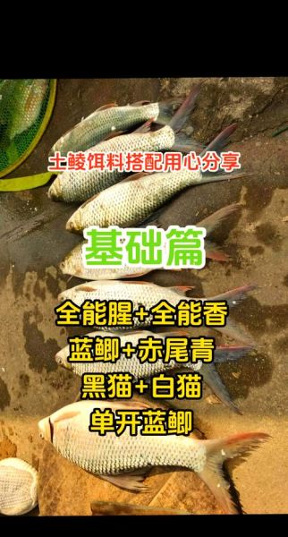 钓鲮鱼用什么饵料最好_鲮鱼饵料配方比例-第1张图片-山城妙识