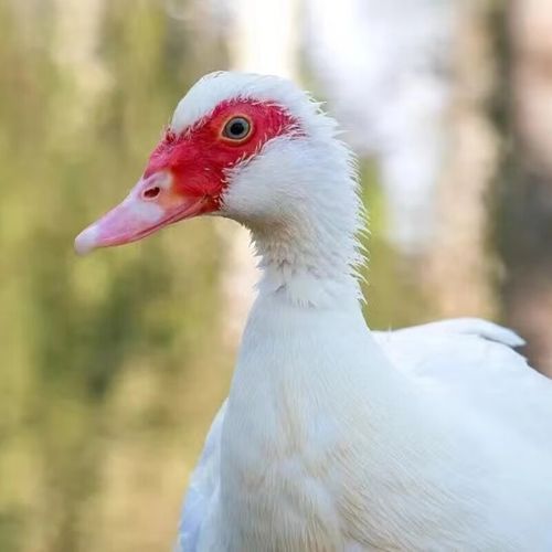 番鸭苗多少钱一只_番鸭苗怎么挑选-第1张图片-山城妙识 番鸭苗多少钱一只_番鸭苗怎么挑选-第1张图片-山城妙识