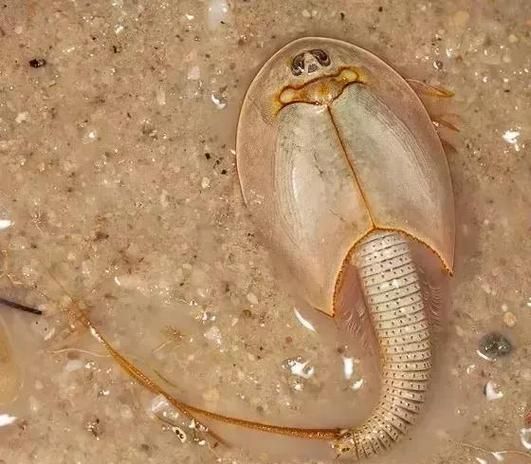 三眼恐龙虾怎么养_三眼恐龙虾能活多久-第1张图片-山城妙识