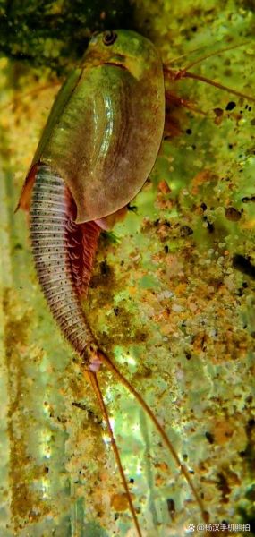 三眼恐龙虾怎么养_三眼恐龙虾能活多久-第2张图片-山城妙识