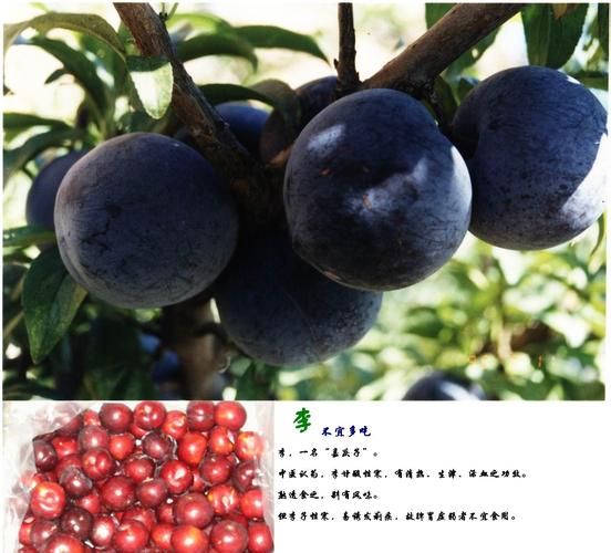 黑李子图片_黑李子功效与作用-第3张图片-山城妙识