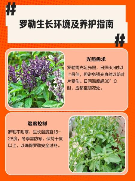 罗勒盆栽怎么养_罗勒多久浇一次水-第1张图片-山城妙识
