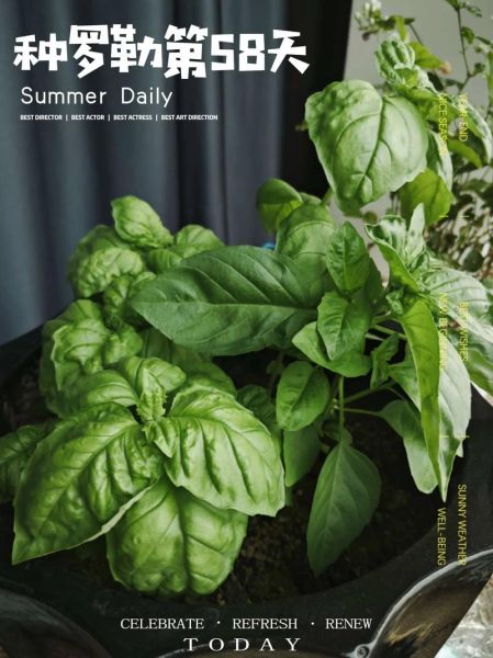 罗勒盆栽怎么养_罗勒多久浇一次水-第3张图片-山城妙识