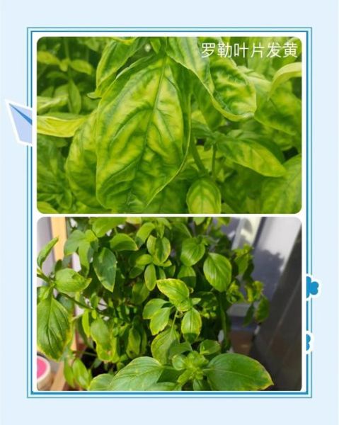 罗勒盆栽怎么养_罗勒多久浇一次水-第2张图片-山城妙识
