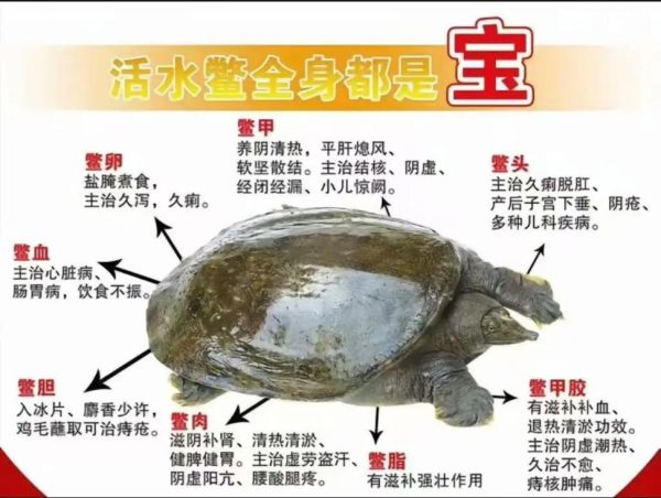 甲鱼营养价值_甲鱼功效有哪些-第3张图片-山城妙识