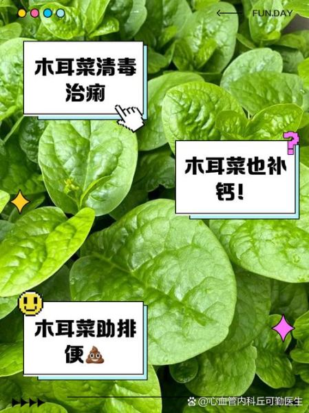 木耳菜不能和什么一起吃_木耳菜相克食物有哪些-第2张图片-山城妙识
