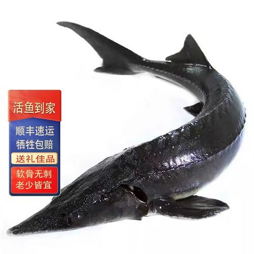 人工养殖鲟鱼多少钱一斤_鲟鱼价格影响因素-第2张图片-山城妙识