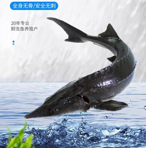 人工养殖鲟鱼多少钱一斤_鲟鱼价格影响因素-第3张图片-山城妙识