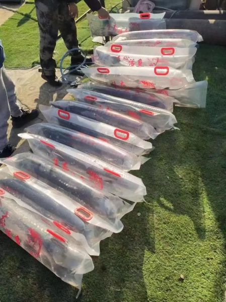 人工养殖鲟鱼多少钱一斤_鲟鱼价格影响因素-第1张图片-山城妙识