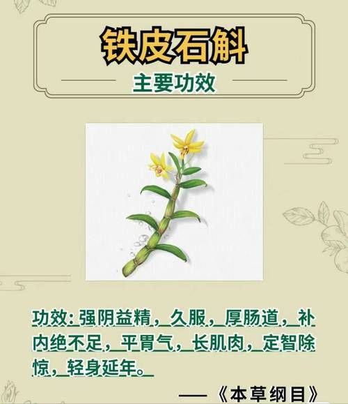 石斛的功效与副作用_哪些人不能吃-第2张图片-山城妙识