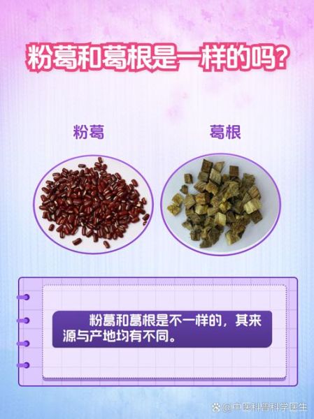 粉葛和葛根一样吗_粉葛与葛根的区别-第2张图片-山城妙识