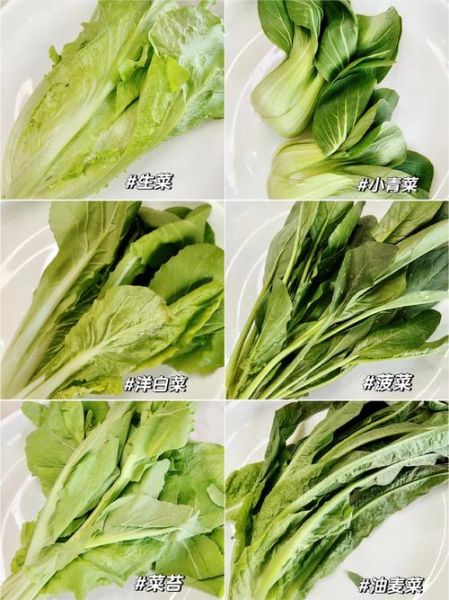 绿色蔬菜有哪些_如何挑选最新鲜的绿叶菜-第1张图片-山城妙识