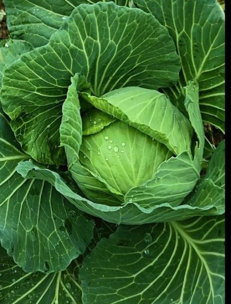 圆白菜又叫什么_圆白菜和包菜的区别-第3张图片-山城妙识