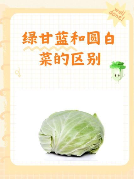 圆白菜又叫什么_圆白菜和包菜的区别-第2张图片-山城妙识