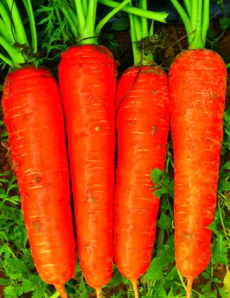 胡萝卜图片大全大图高清_如何挑选高清胡萝卜图片-第1张图片-山城妙识 胡萝卜图片大全大图高清_如何挑选高清胡萝卜图片-第1张图片-山城妙识