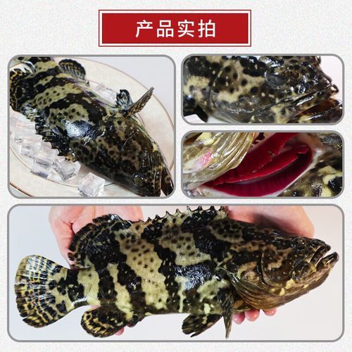 野生石斑鱼价格一斤多少钱_野生石斑鱼多少钱一斤-第3张图片-山城妙识