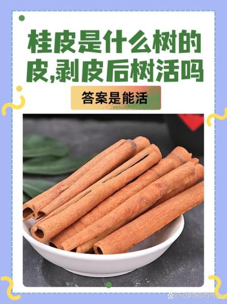 桂皮是什么树的皮_香料桂皮来自哪种树-第1张图片-山城妙识