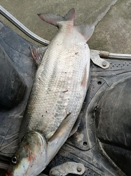 10斤以上翘嘴多少钱一斤_翘嘴鱼为什么能卖1000元-第1张图片-山城妙识