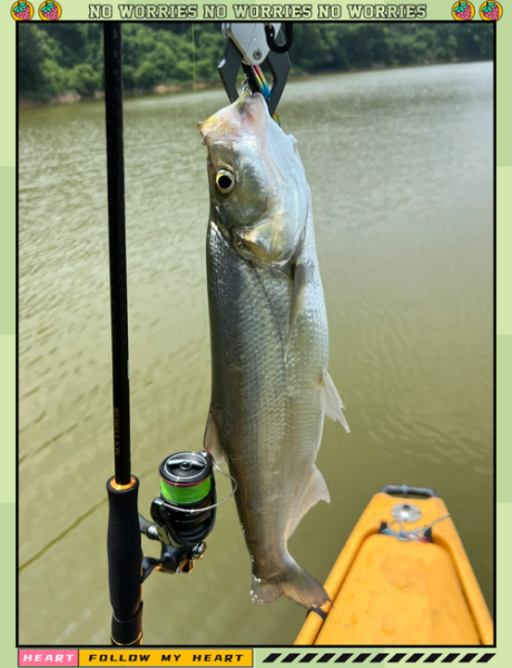 10斤以上翘嘴多少钱一斤_翘嘴鱼为什么能卖1000元-第2张图片-山城妙识