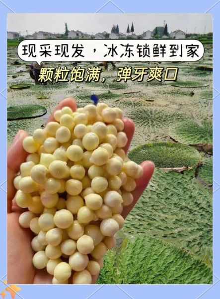 芡实是什么东西_芡实怎么吃效果最好-第1张图片-山城妙识